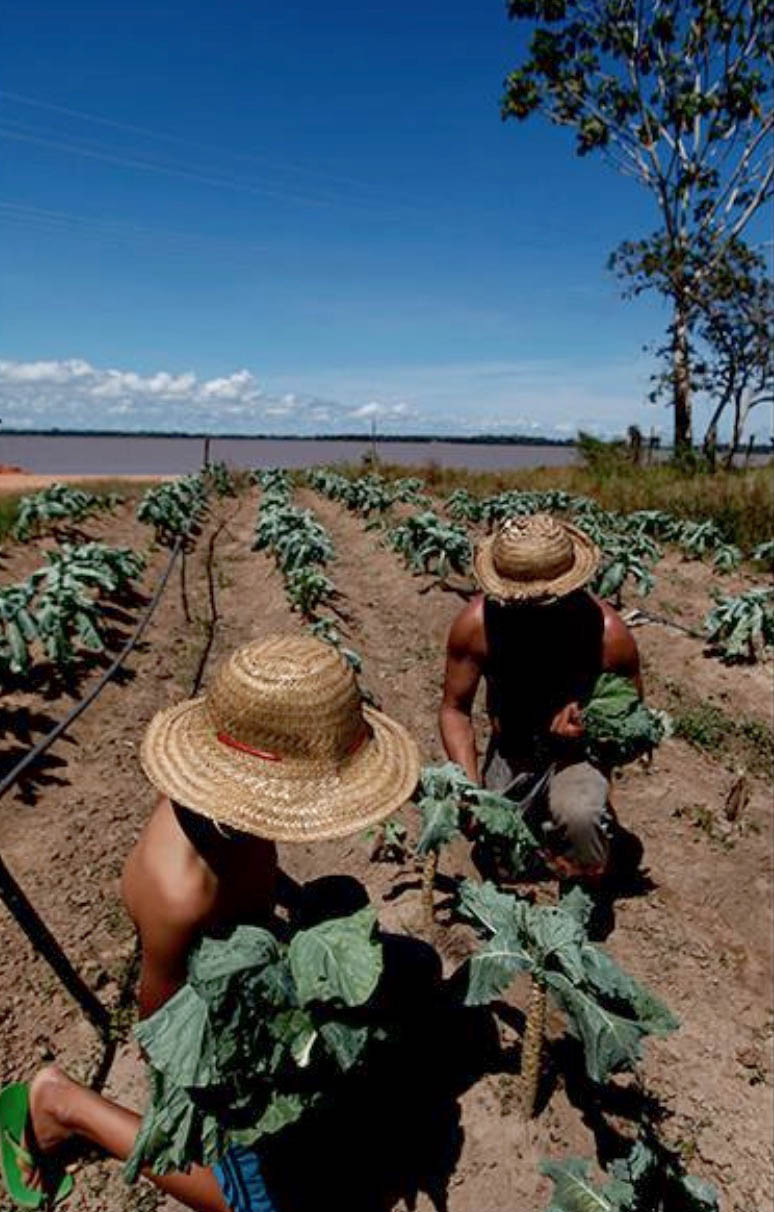 Ipaam isenta licenciamento ambiental para atividades da agricultura ... Ipaam isenta licenciamento ambiental para atividades da agricultura ...